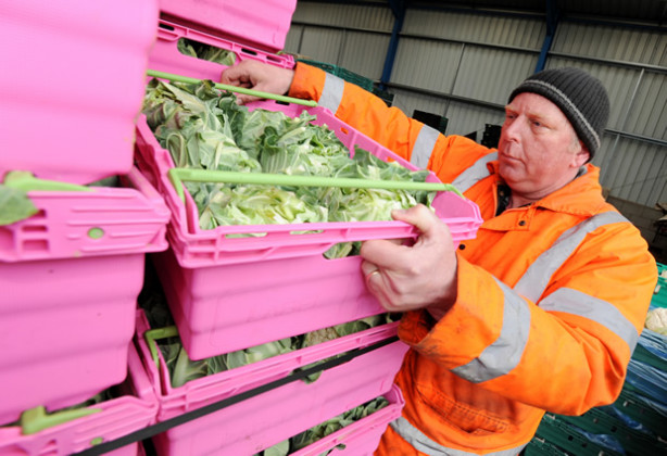 Schoeller Allibert produces fresh RTP solution for brassica specialists ...